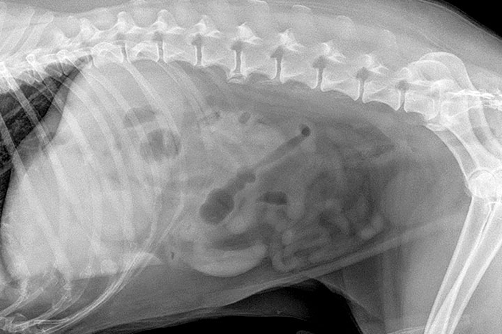 What Will Not Show On Dog Xray