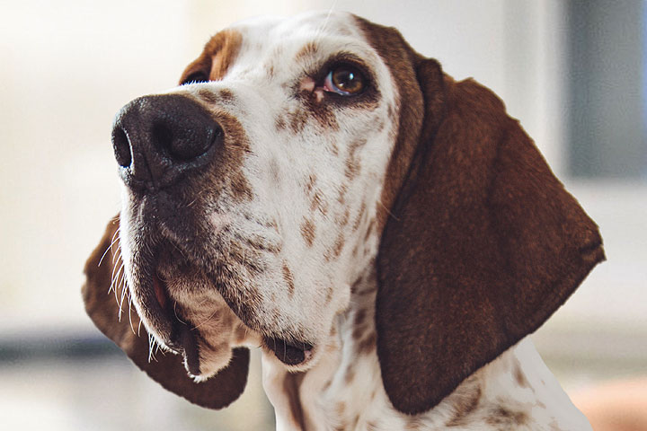 How Is Meningitis In Dogs Treated