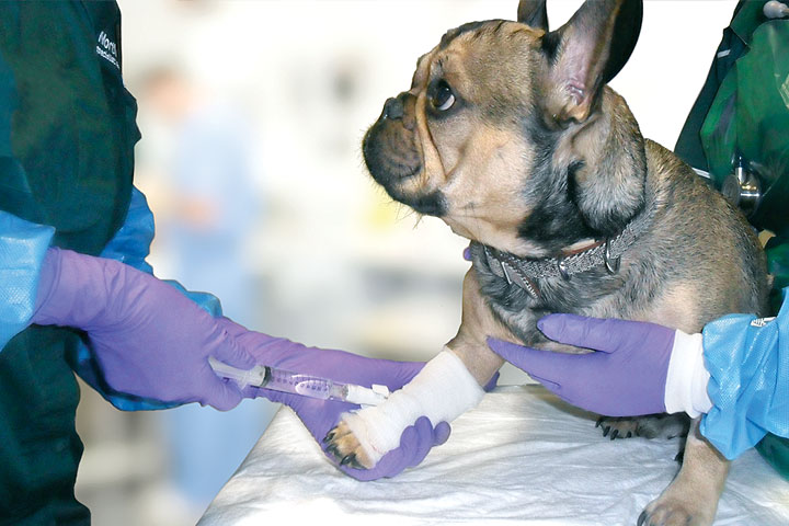 How Effective Is Chemotherapy For Dogs