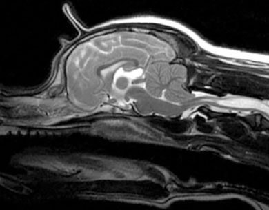 Can A Dog Die From Head Trauma