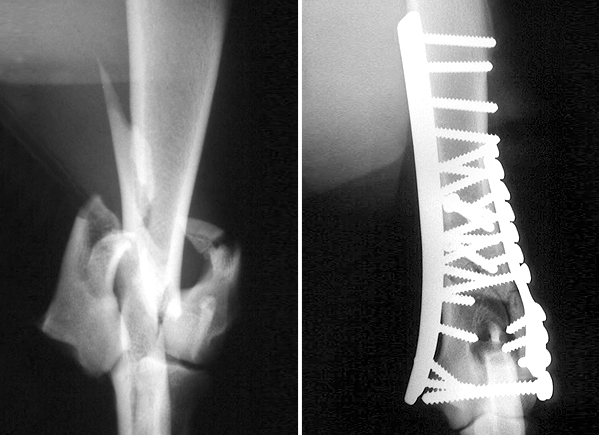 How Do You Fix A Dogs Broken Shoulder