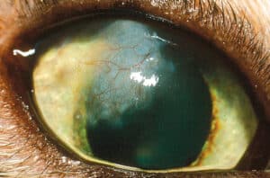 Corneal sequestrum in dogs and cats | NDSR