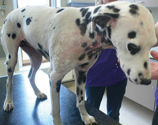 Canine Demodicosis | NDSR