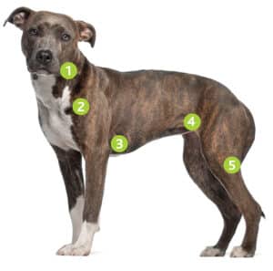 Lymphoma in dogs: Diagnosis and treatment | NDSR