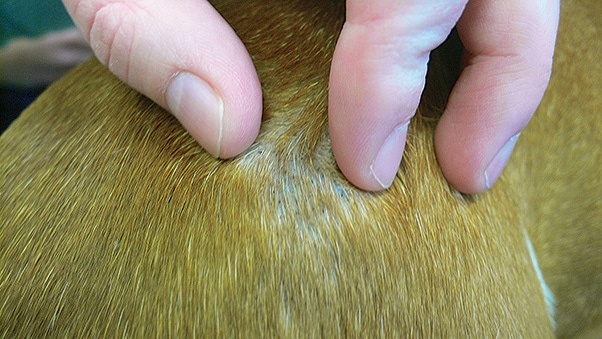 Canine Demodicosis | NDSR