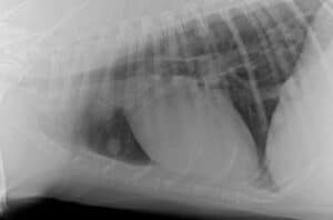 Anal sac tumours (carcinoma of the apocrine glands of the anal sac ...