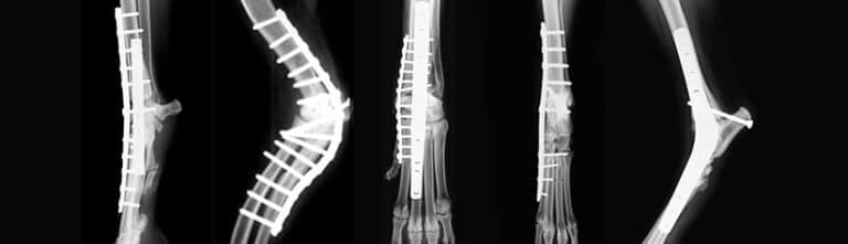 Arthrodesis (fusion of a joint) in Dogs and Cats | NDSR