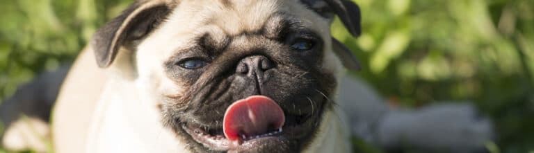 Brachycephalic Obstructive Airway Syndrome (BOAS) - NDSR