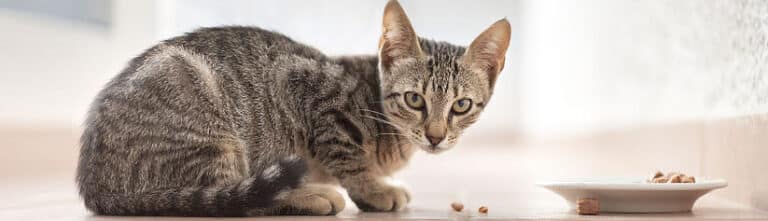 How do I change my cat’s food? | NDSR