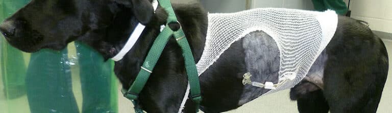 Feeding tubes in cats and dogs - NDSR