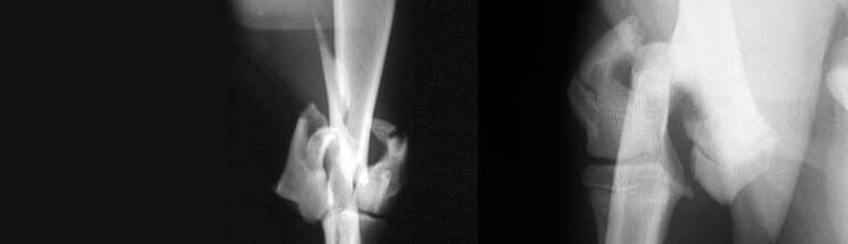 Humeral Condylar Fractures in Dogs and Cats | NDSR
