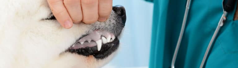 Immune Mediated Thrombocytopenia (IMTP) in dogs | NDSR