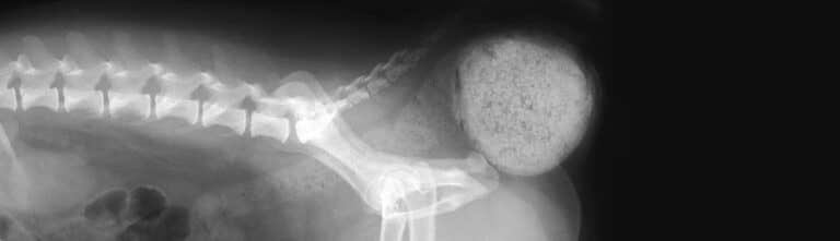 Perineal rupture (Perineal hernia) - NDSR