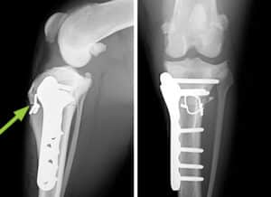 TPLO surgery for cruciate ligament rupture - NDSR
