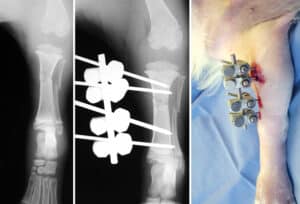 Fracture Treatment in Dogs and Cats Information Sheet | NDSR