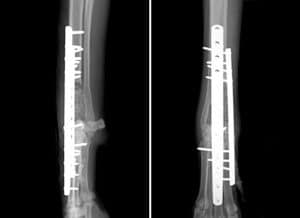 Limb Sparing Procedures in Dogs and Cats | NDSR