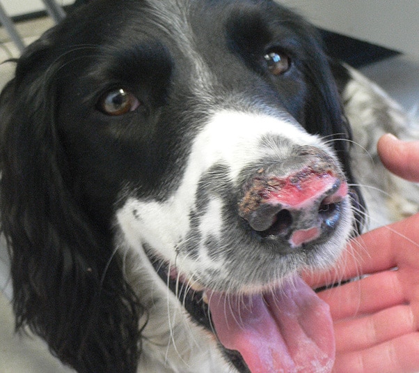 Cutaneous Vasculitis | NDSR