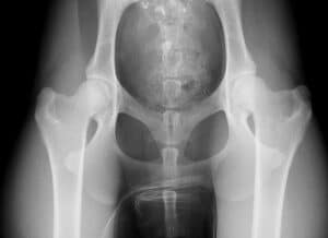 Hip dysplasia in dogs | NDSR