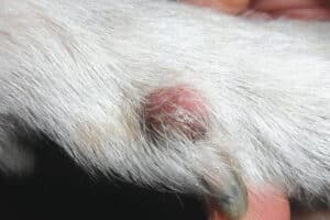 The Innocuous-Looking Skin Mass - NDSR