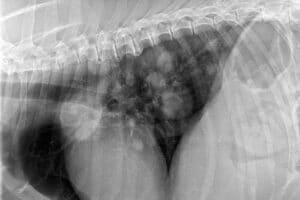 Lower Urinary Tract Neoplasia in Dogs - NDSR