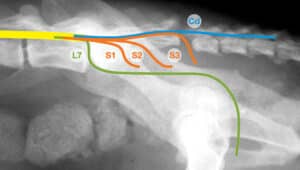 Management of Cats with a 'Tail Pull Injury' - NDSR