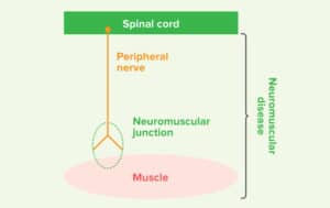 Neuromuscular Disease - NDSR