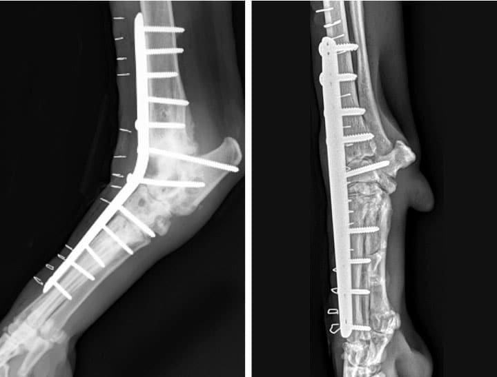 Indications for Arthrodesis - NDSR
