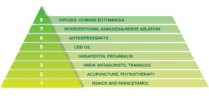 Gabapentin and Pregabalin as Analgesics - NDSR