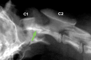 Canine Atlantoaxial Instability - NDSR