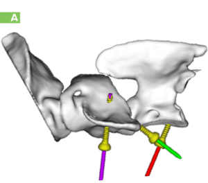 Canine Atlantoaxial Instability - NDSR