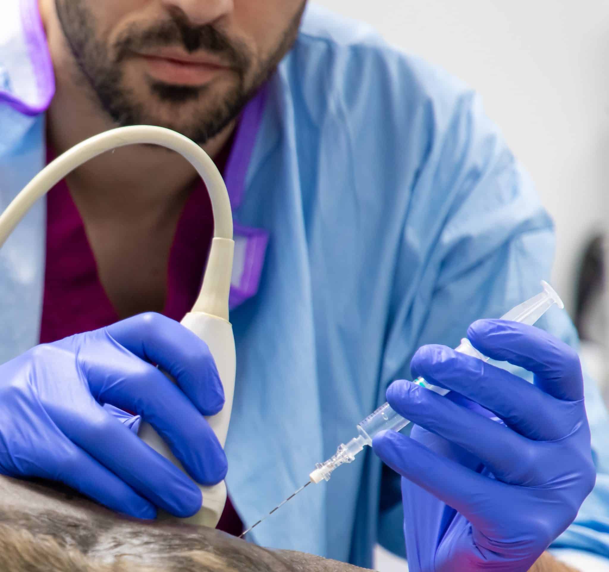 Management of Feline Orofacial Pain Syndrome | NDSR