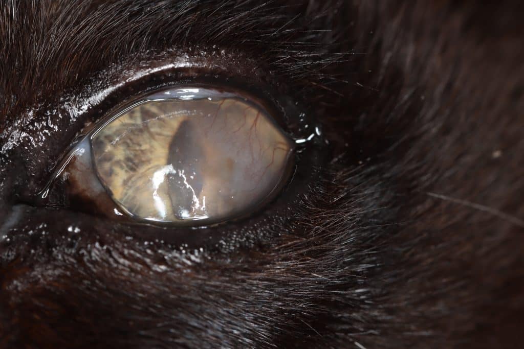 Feline eosinophilic keratoconjunctivitis: an interesting corneoconjunctival condition in cats - NDSR