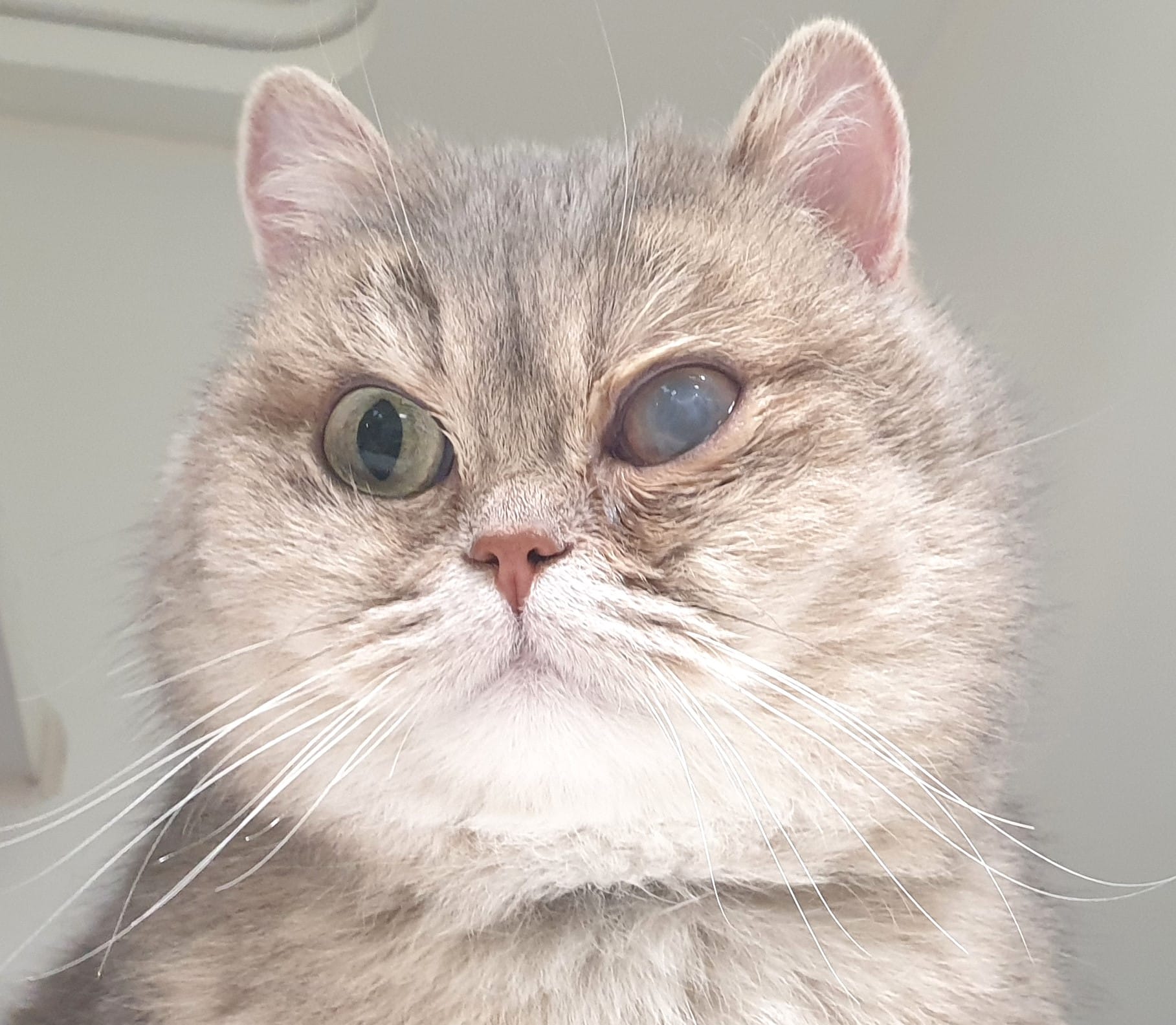 Feline eosinophilic keratoconjunctivitis: an interesting ...