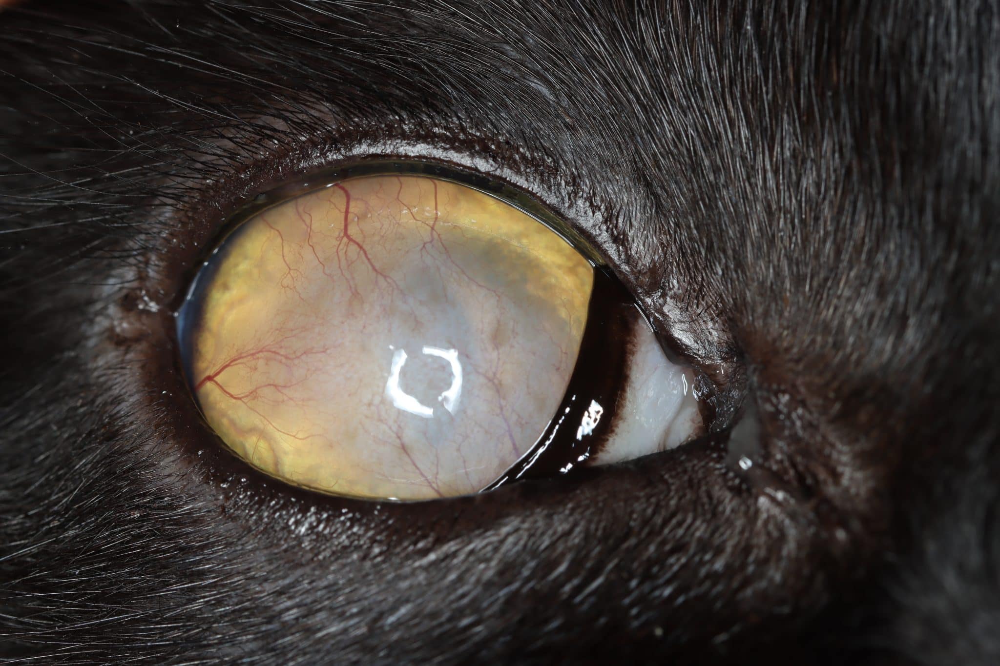 Feline eosinophilic keratoconjunctivitis: an interesting ...