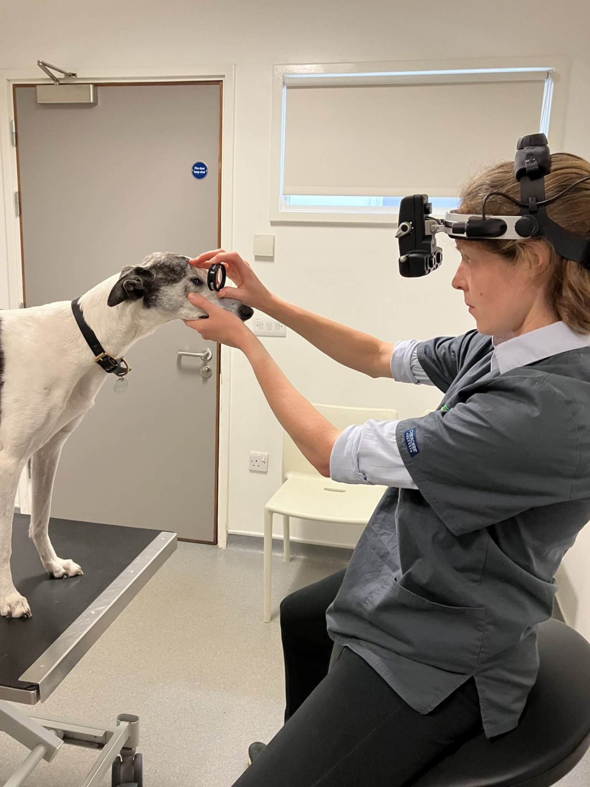 Launch of screening service for inherited eye disease - NDSR