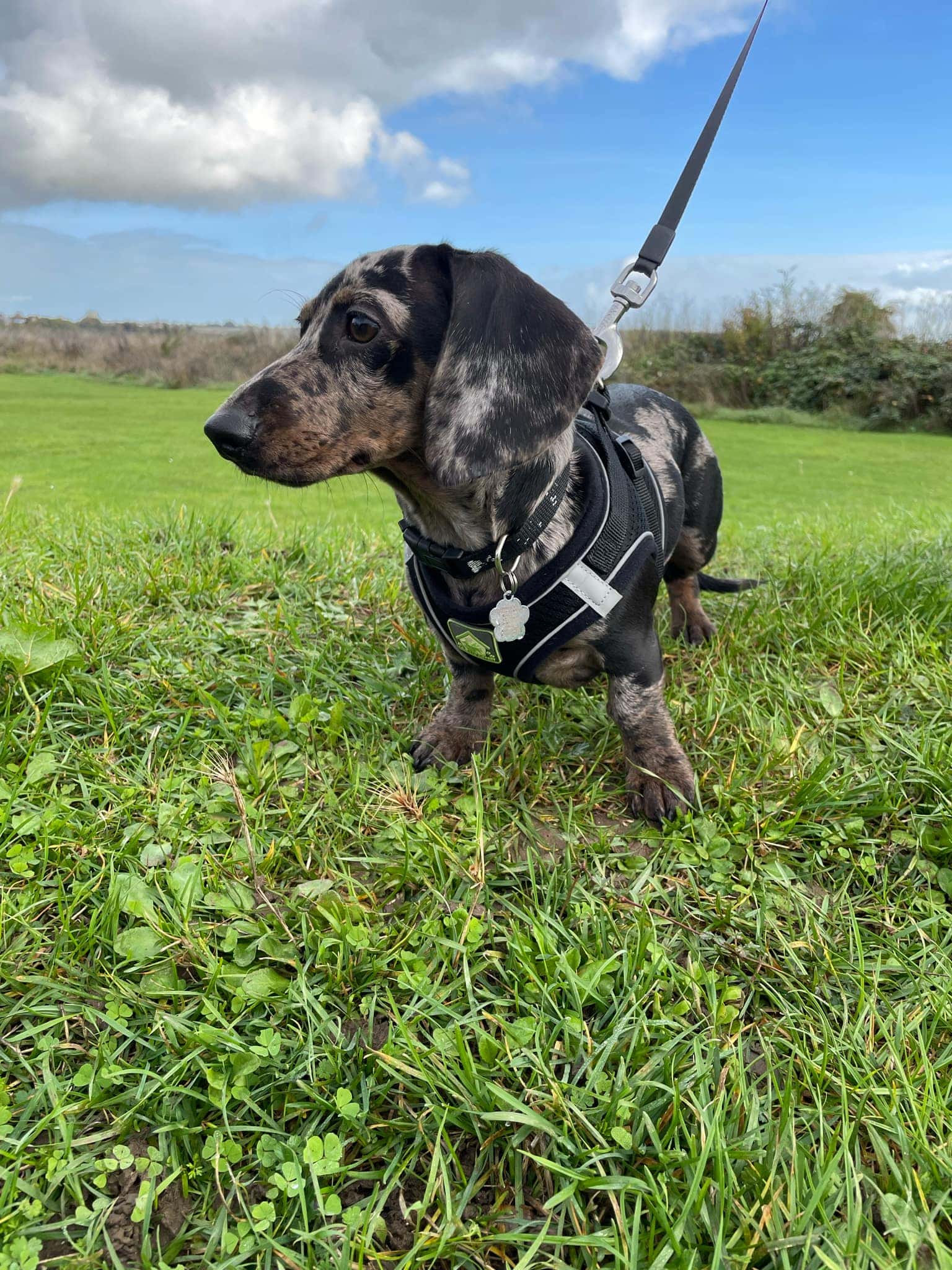Owner's sigh of relief | NSDR | Redhill